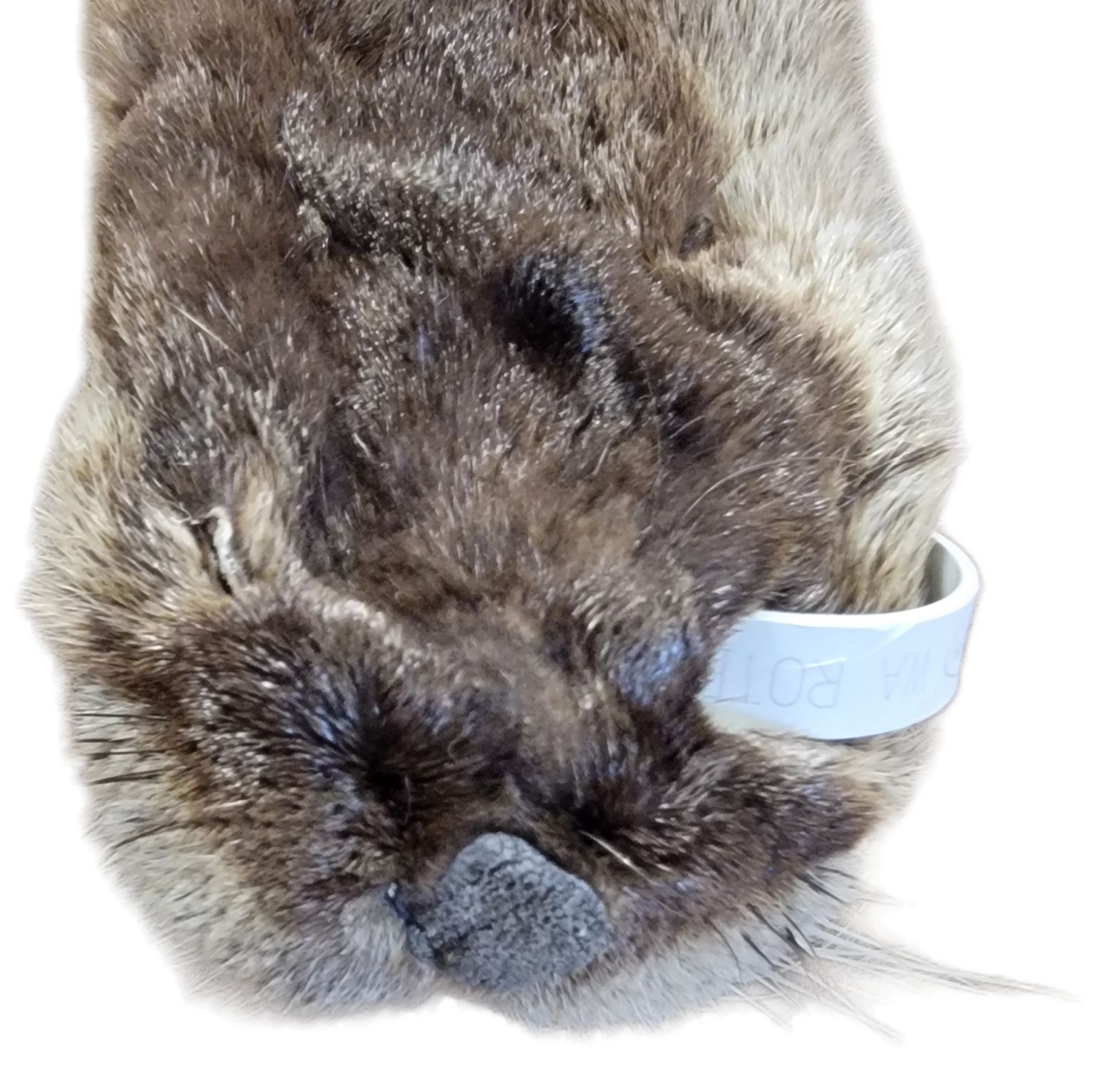 Otter Skin without Feet - 40"-45" long - Centralia Fur & Hide